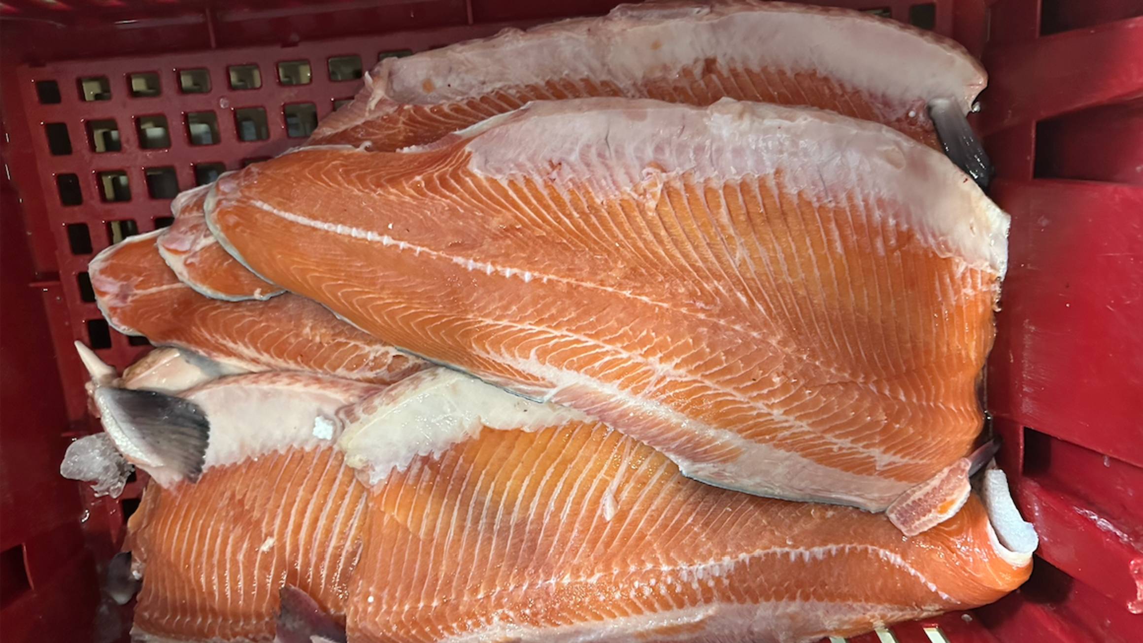 CHBF-2 автоматическая филетировочная машина для красной рыбы (лососевой). Работают иностранные спецы