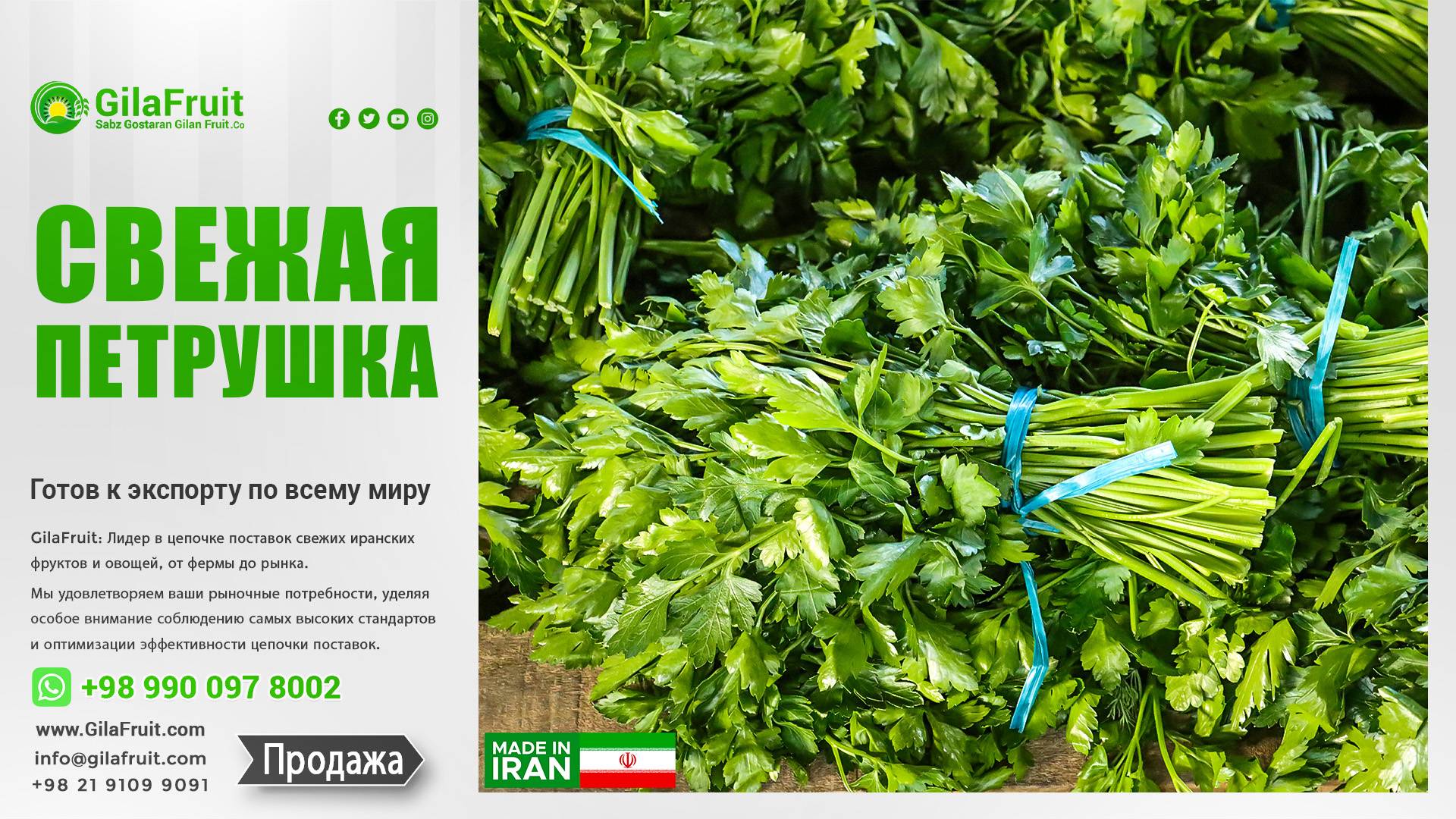 GilaFruit: Продажа и экспорт свежей иранской петрушки в Россию