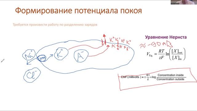 Лекция 1. Нормальная физиология для ИКМ и ИМД. Мембрана и мембранные потенциалы. Биличенко А.С.