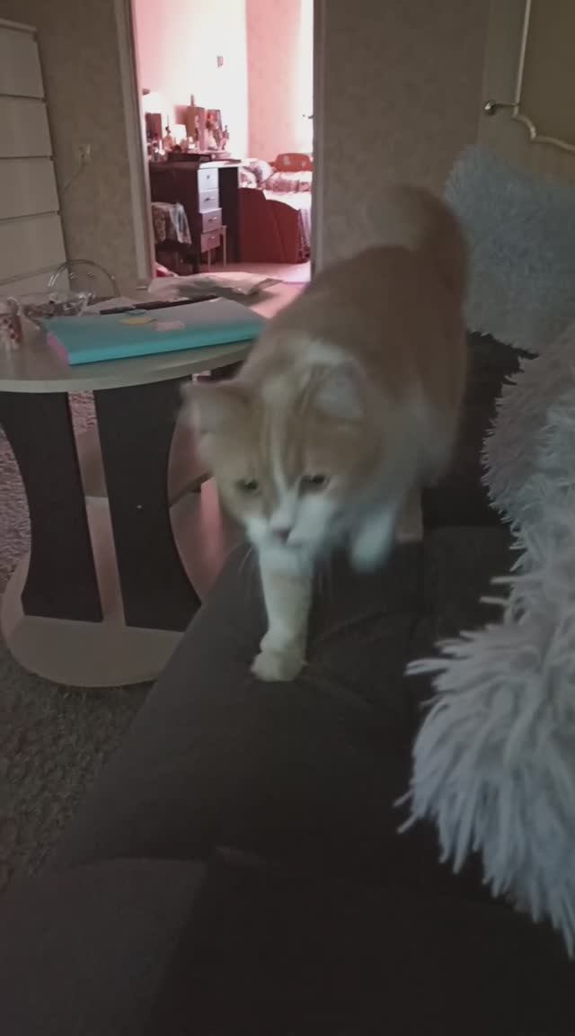 Джеромка булочка пушистая 💫