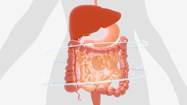 Кишечник ☀️ WAVEGENETICS.RU Осень 2025