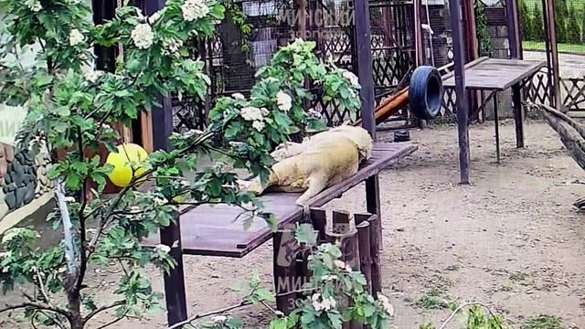 Прекрасное далеко... Год как Шархан в Минскзоо...