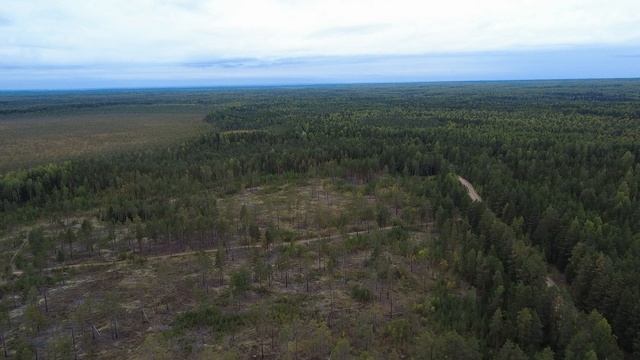 Вельск, Раменская дорога 17 км., место силы грибников... 2 часть.