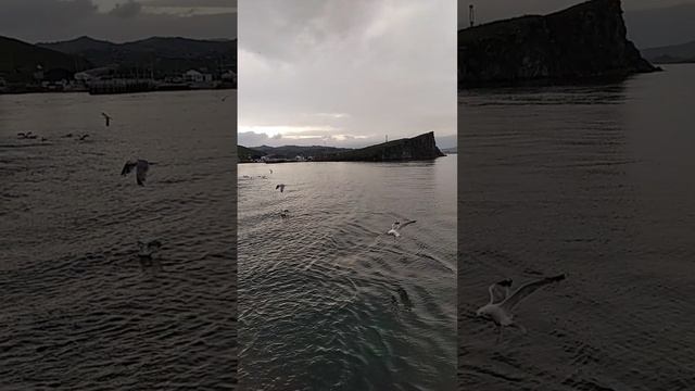 паром на Ольхон -3- плывём по Байкалу, кормим чаек