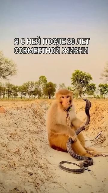 Очень забавные отношения