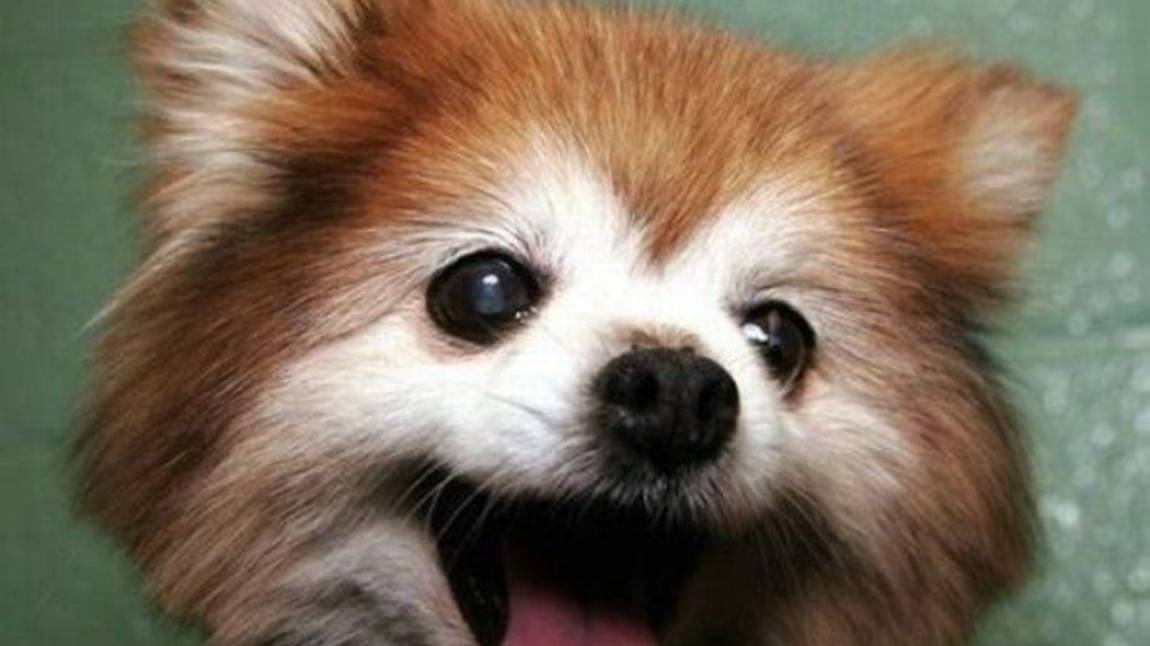 СМЕШНОЕ ВИДЕО ❤️ Смешные видео про животных😸Приколы с животными 😸Наши любимые смешные животные