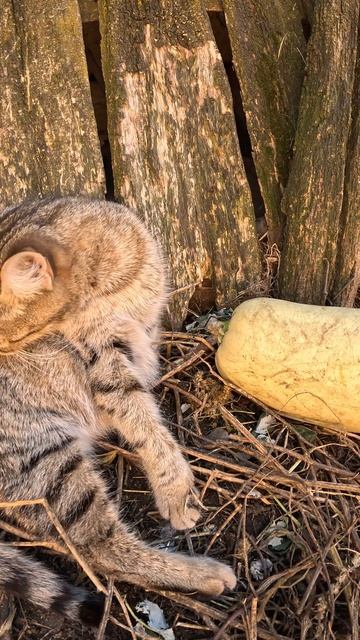 Деревенская Кошка