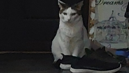 мой брат играет в гд