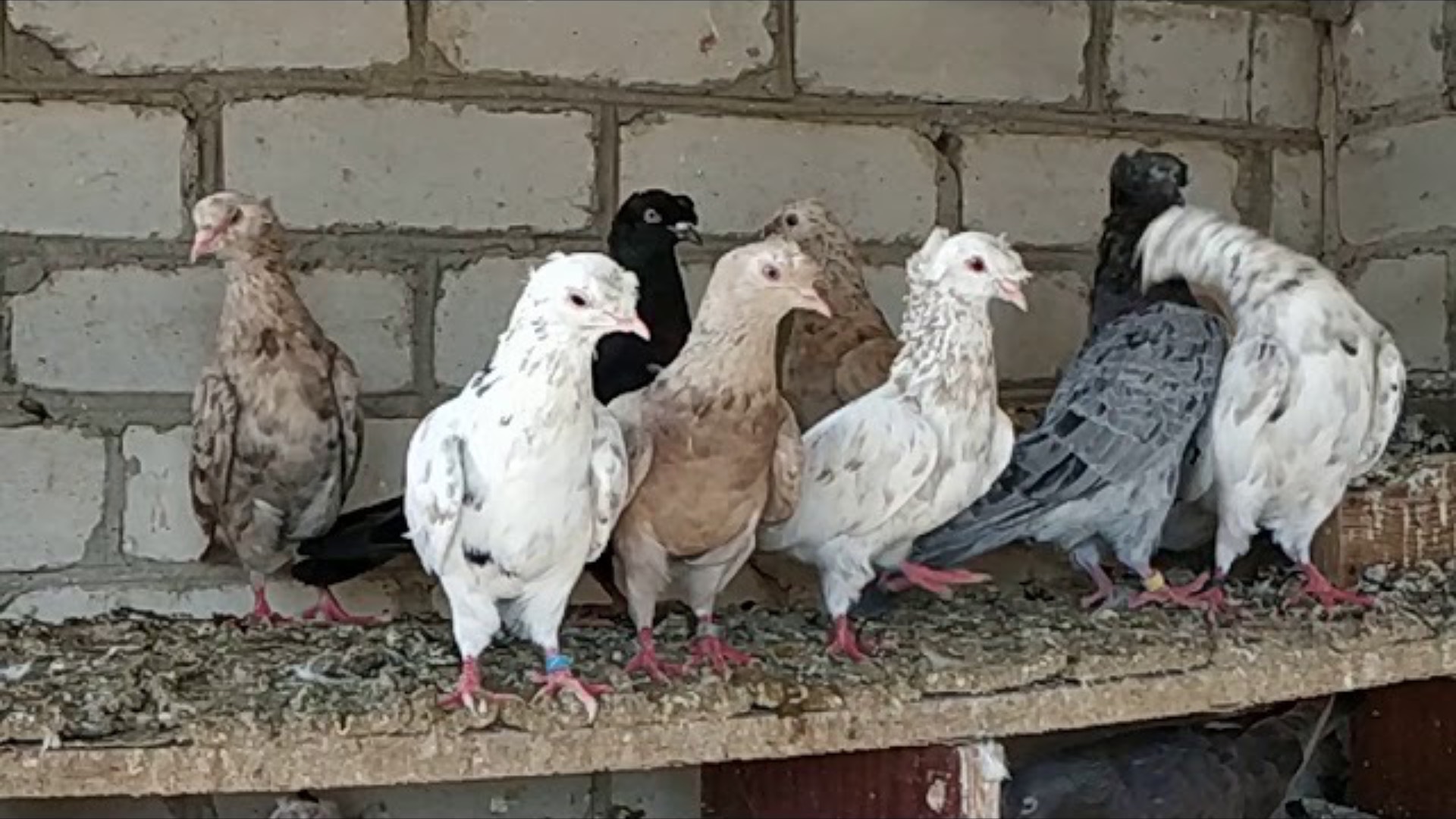 Коллекция мраморных носочубых и двухчубых бойных голубей! В гостях у Руслана часть №2 .