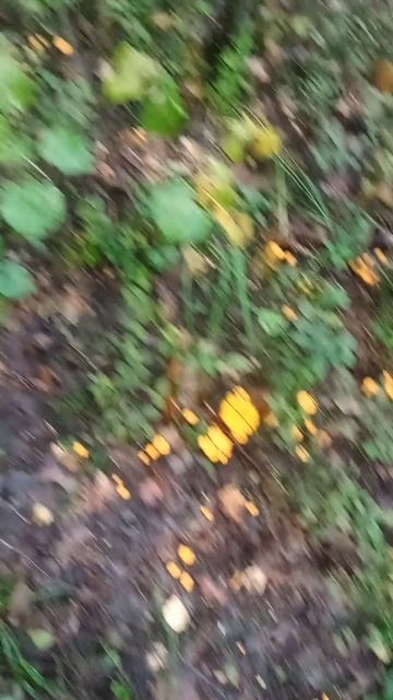 Нашел заросли грибов. полная корзина с одной точки