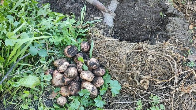 Результаты по картофелю которому уже очень много лет