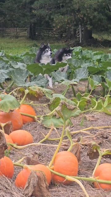 Бим, Боб и тыквы 31-08-2025