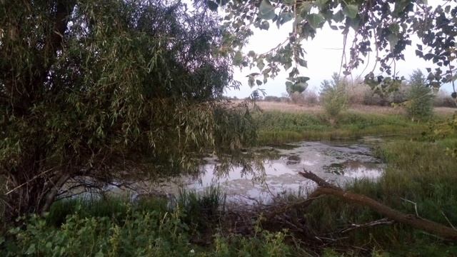 Глава 8. Болотный кровосос.