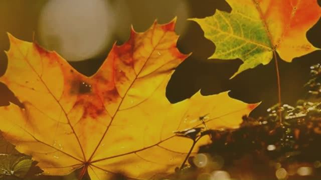 ЛИСТВУ РОНЯЕТ ТИХИЙ САД - стихи Надежды Шубиной..(Из цикла " Очарование осени")