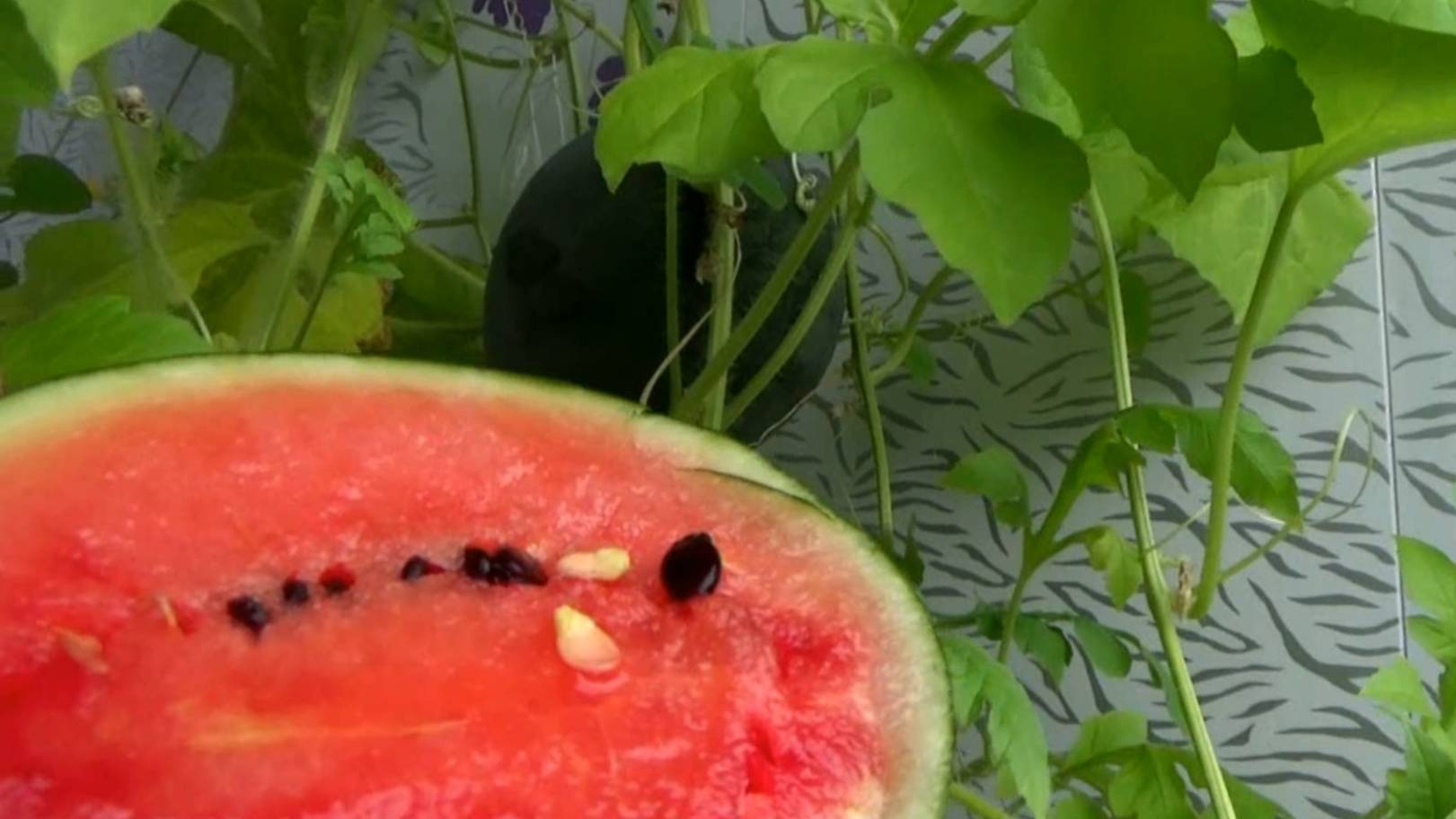На балконе созрели арбузы