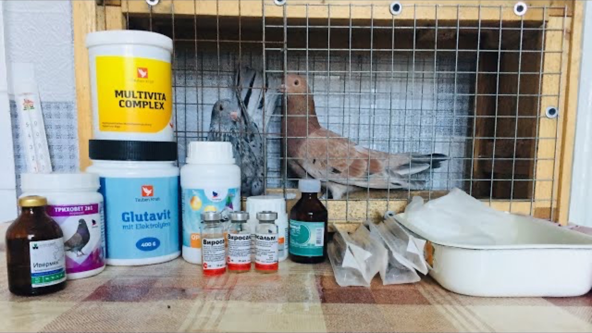 Вакцинация голубей против сальмонеллёза и болезни Ньюкасла вакциной Виросальм!