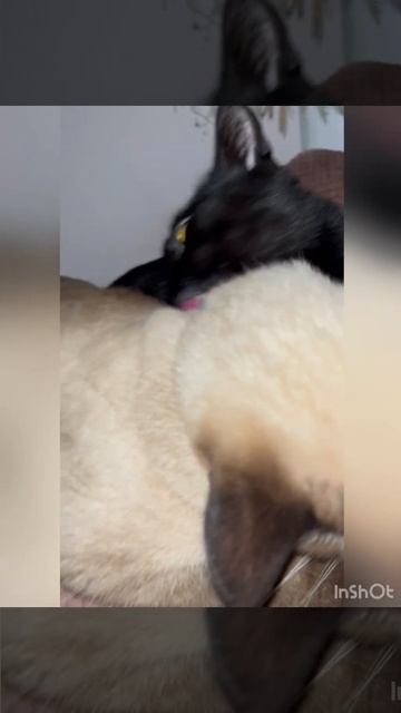 Помывочная 3.0