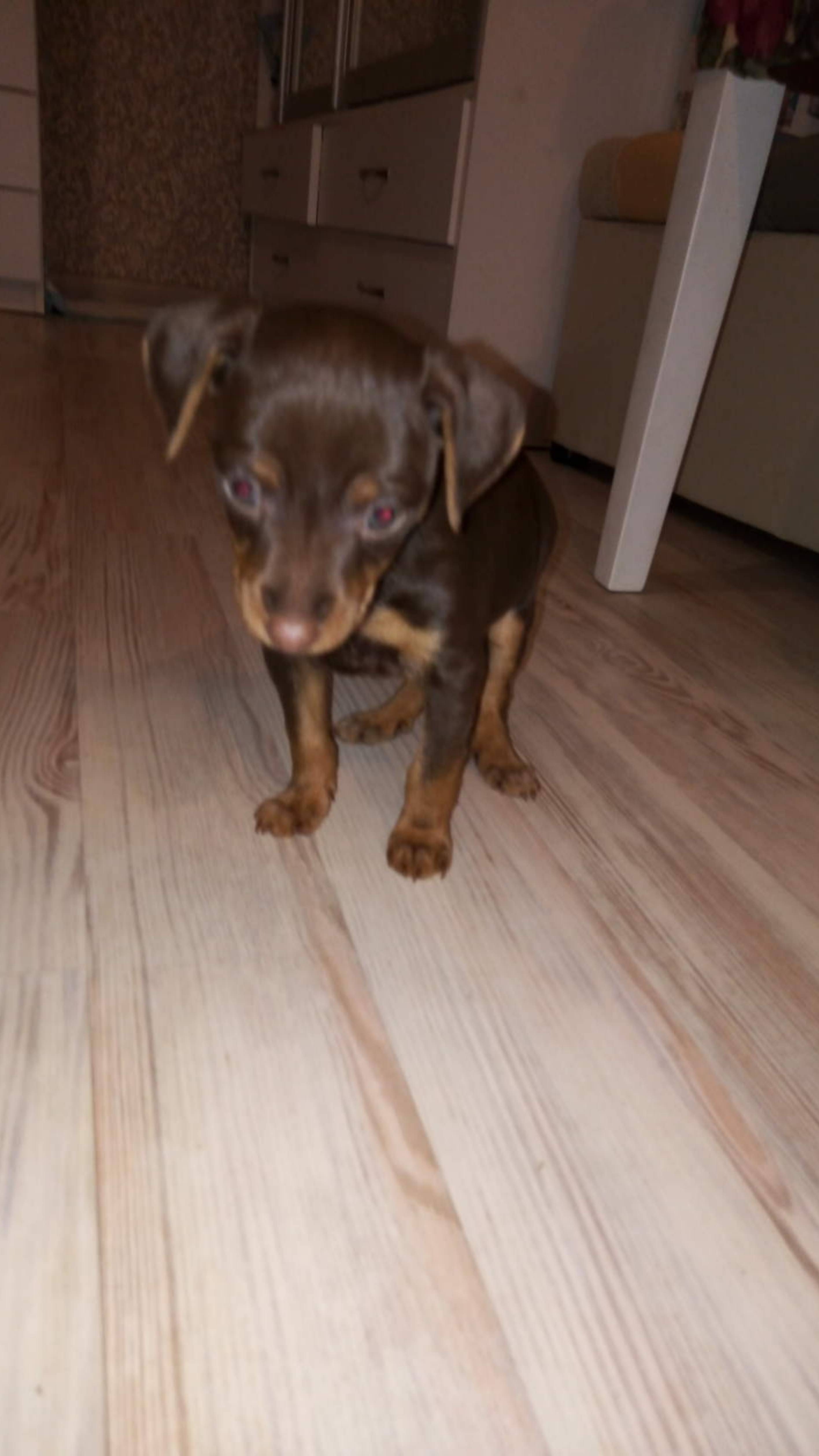 Яппи бот,кто ты,как ты?)как последний день осени прошёл, ведь ты нужен мне для этой информации,да?)