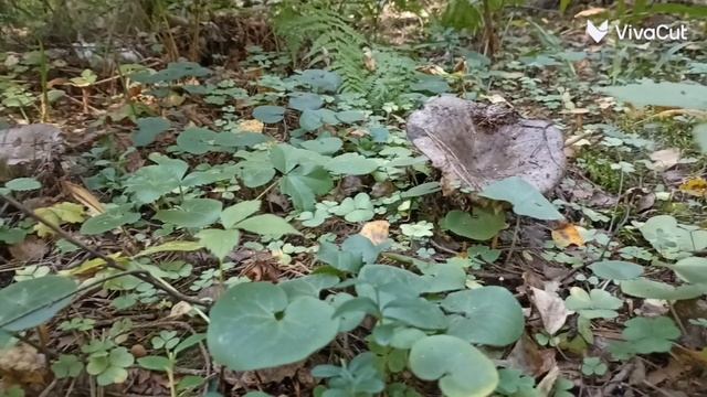 В лес по грибы. Тихая охота