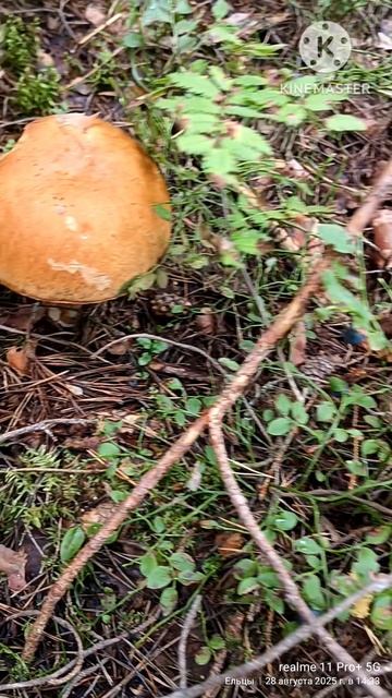 за грибочками, змея повстречалась.