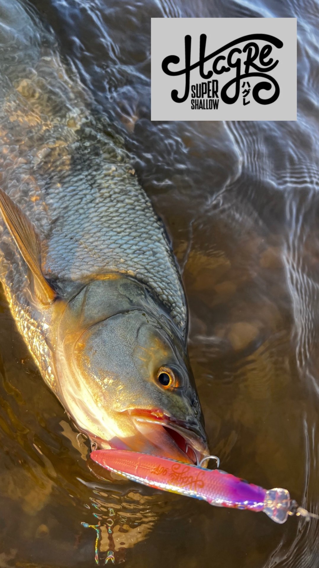 БЕЗУМНЫЙ ЦВЕТ приманки - не помеха при ловле жереха на спиннинг! #jackallhagre