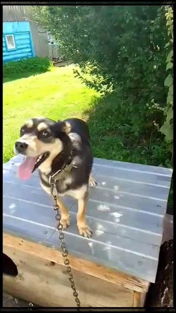 ☀ 🐕Вот и лето прошло! На расслабоне ! 🤪 ( 31 августа 2025г )