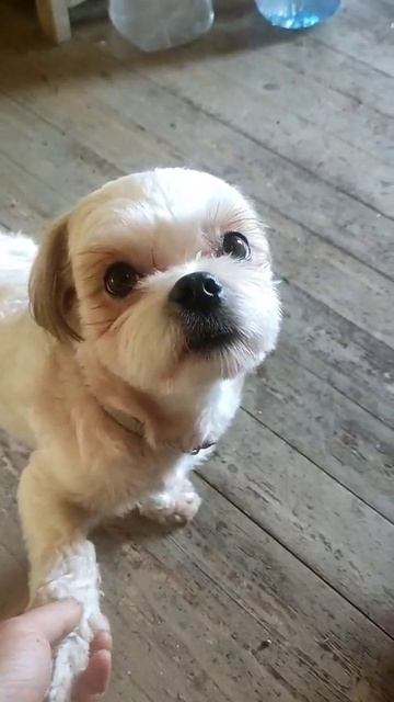 И вновь сей Монти посетил