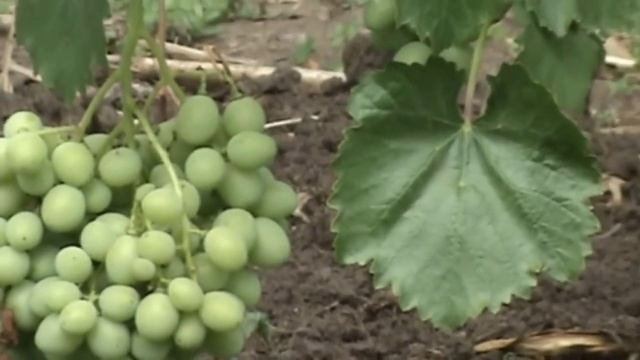 Виноград. Рекомендации начинающим виноградарям