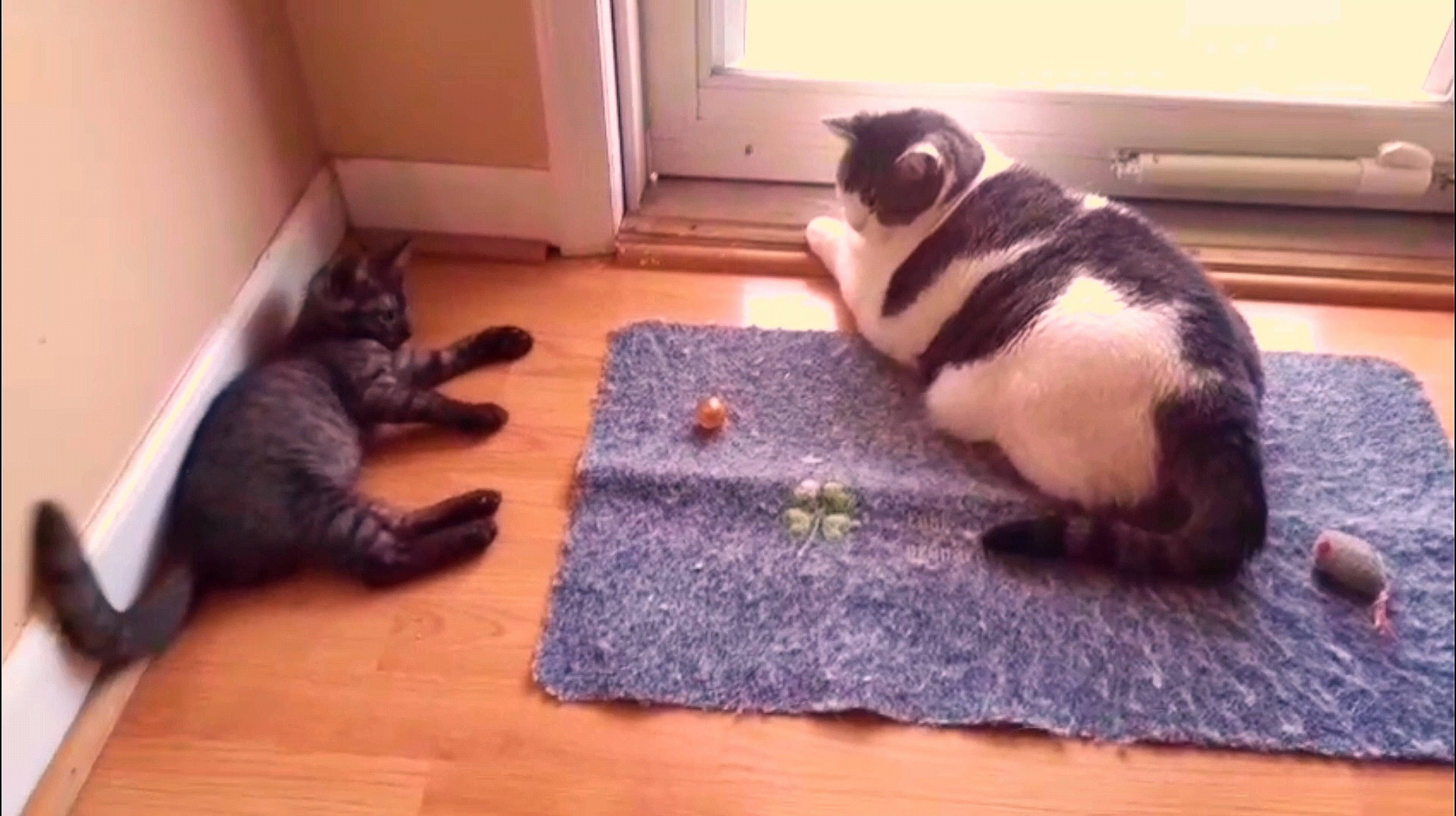 Китибол🏐. Или когда котенок Ниро любит поиграть...🐈🥰😻