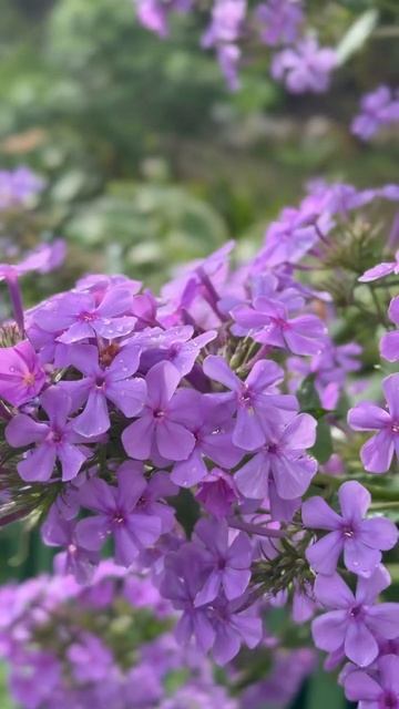 После дождя☔️