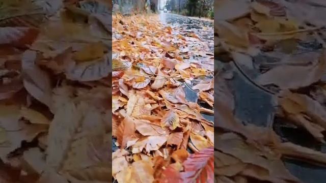 АВГУСТОВСКИЙ  ДОЖДЬ