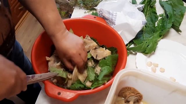 Солим сырые, белые грузди холодным способом. Быстро и вкусно