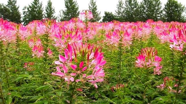 КЛЕОМА - САЛЮТ УХОДЯЩЕГО ЛЕТА