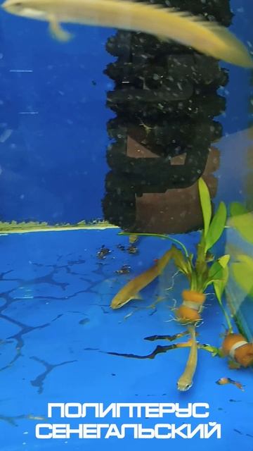 Рыбки в зоомагазине Белый Какаду