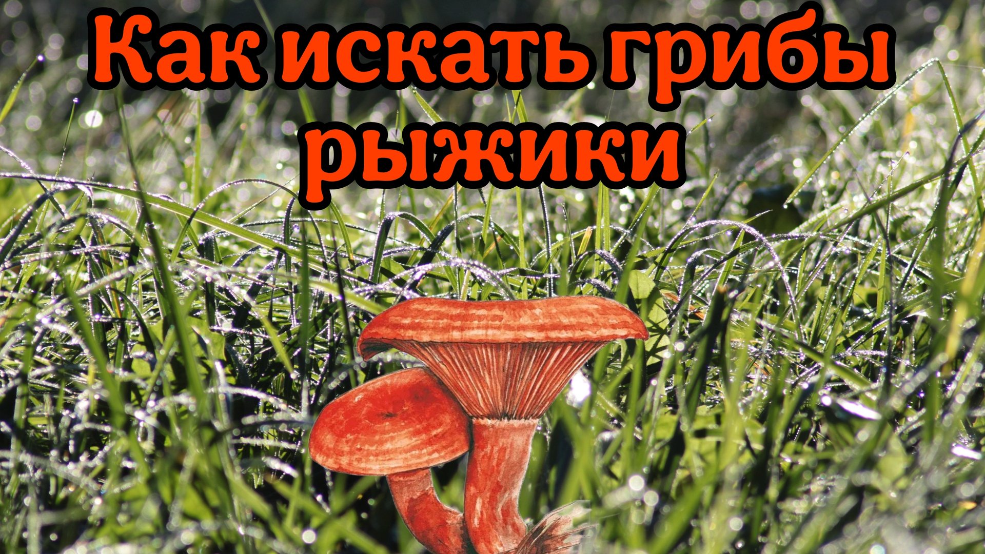 Грибы. Как искать рыжики