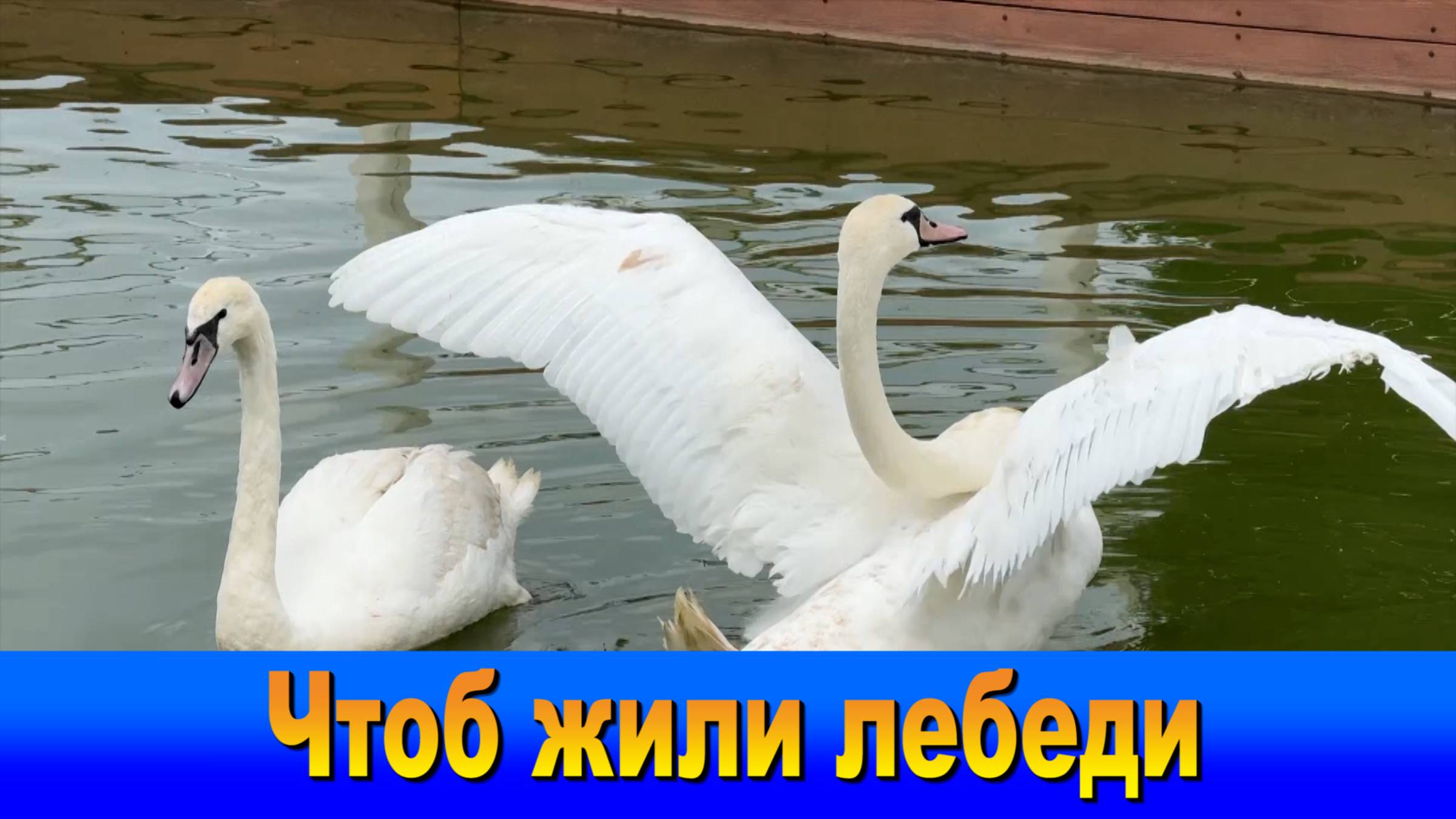 "Наш Сочи" выпуск 59