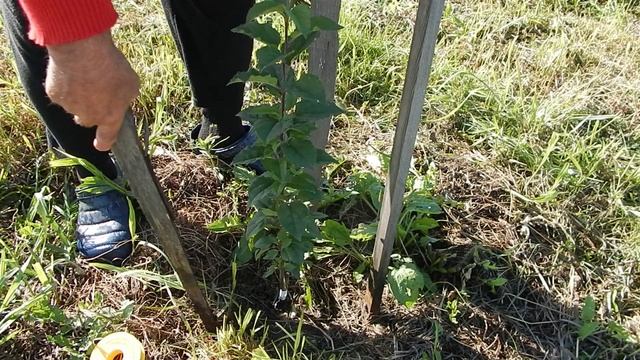 Прививка к порослям в приклад - конец августа