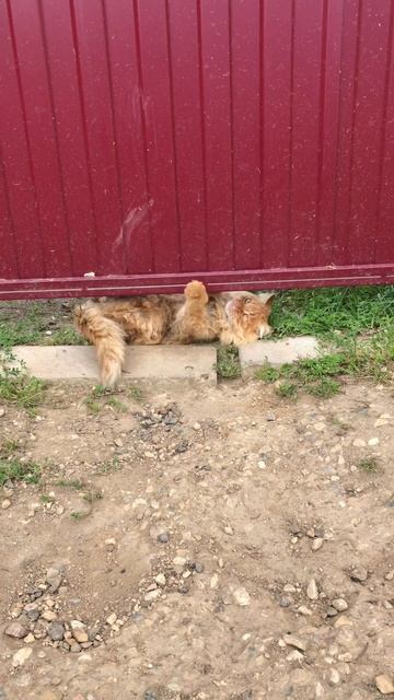 Мы узнали, кто стучит по забору