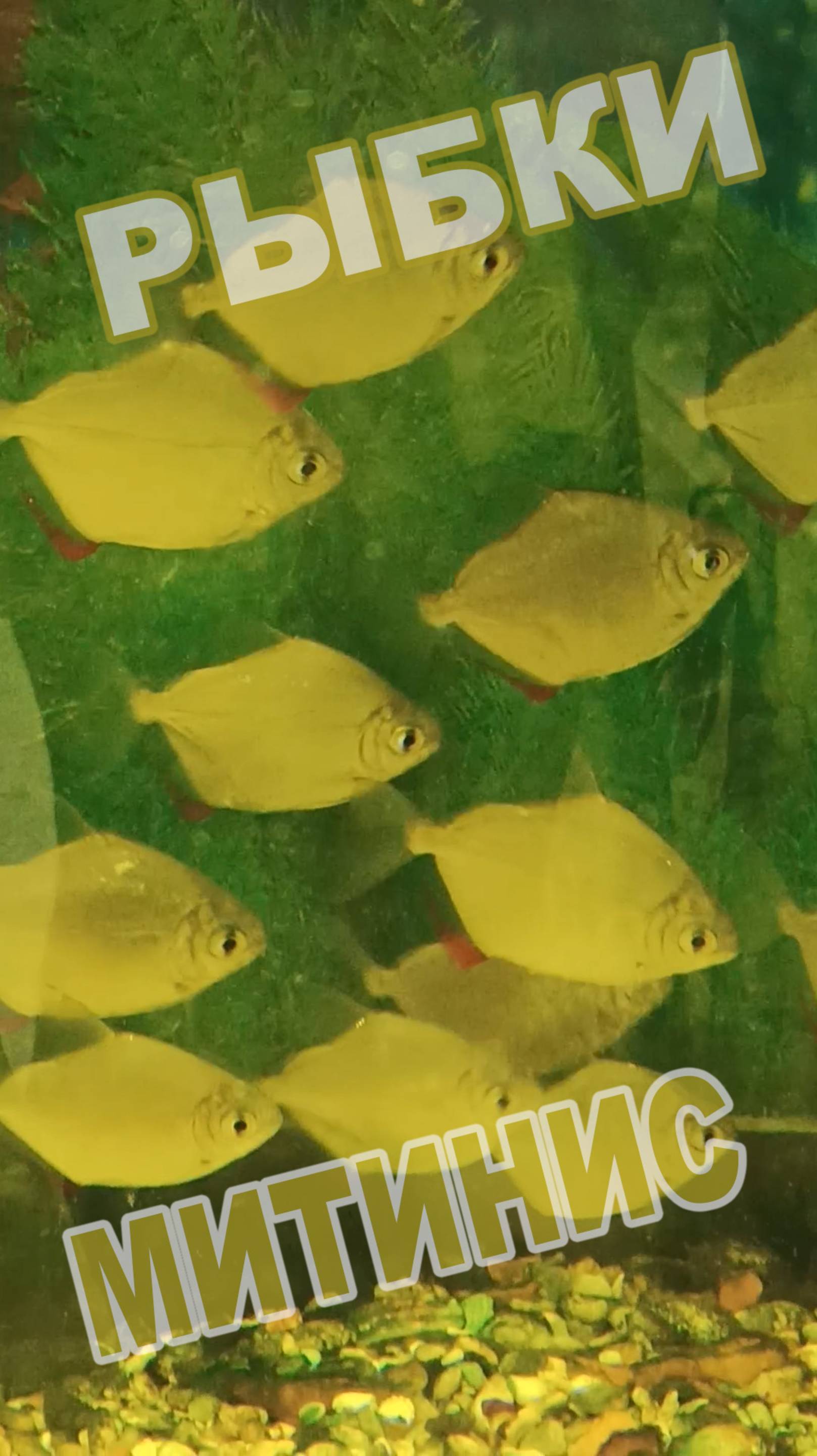 Рыбки Митинис в зоомагазине Белый какаду