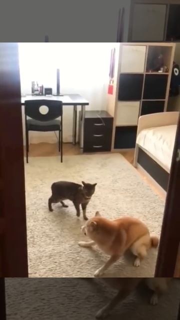 про собаку и кошку