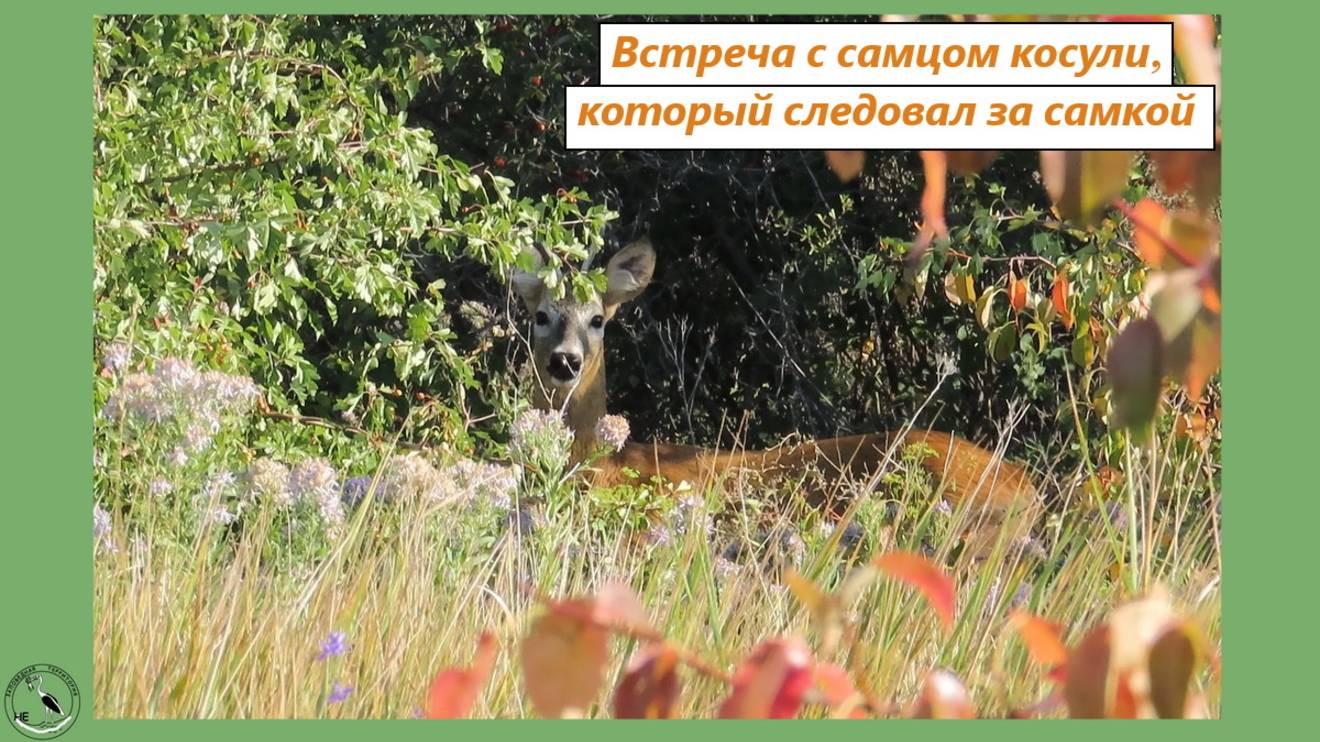 Внезапная встреча: свадьба у косуль. 20.08.25