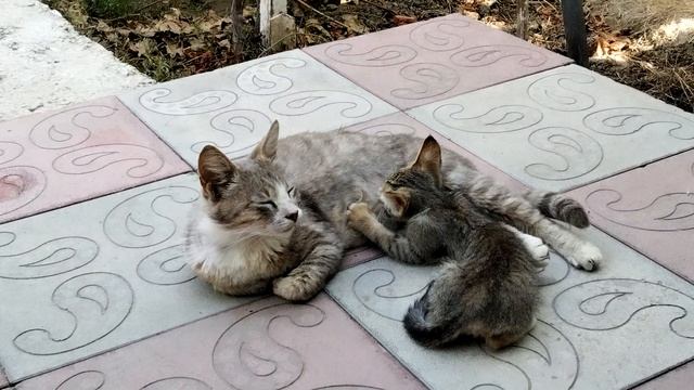 baby cats love 💯❤️🩹