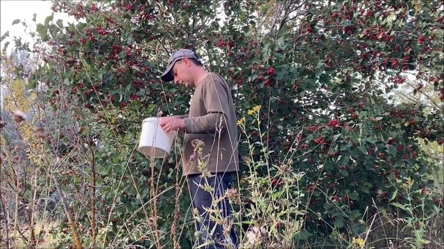 когда и где растёт боярышник! показываю и объясняю!