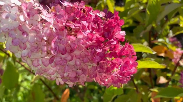 Метельчатая Гортензия Ванила Фрайз