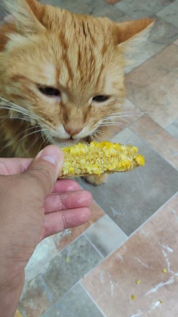 Наша кукуруза даже коту нравится