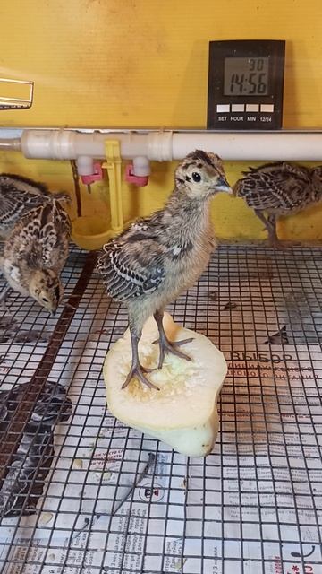 Птенцам фазана 12 дней 31.08.25 #охотничий_фазан