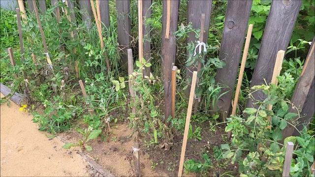 Все запланированное по огороду на этот год выполнено. Готовимся убирать урожай. Стройка века
