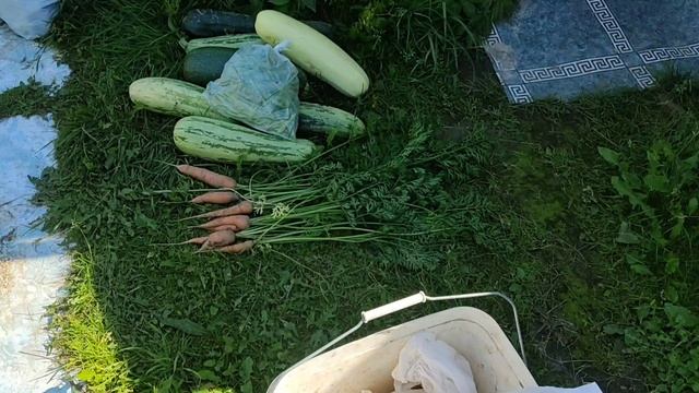 ВЛОГ Дела домашние и огородные Покупки из Светофора