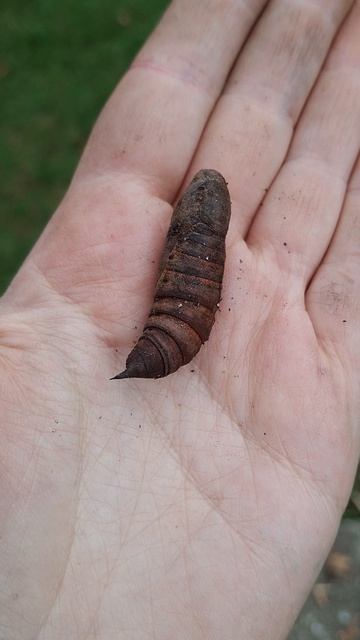 куколка бражника