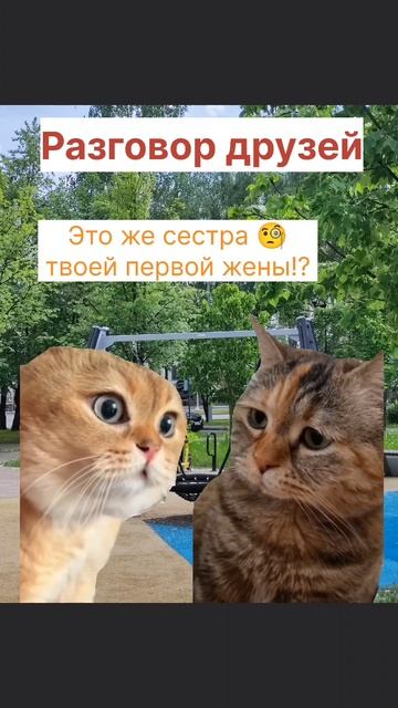 Сериал #двакота Хитрый план однако 😆💥😺 #анекдот #коты #котики #рек #юмор #отношения #лайфхак #рек #т